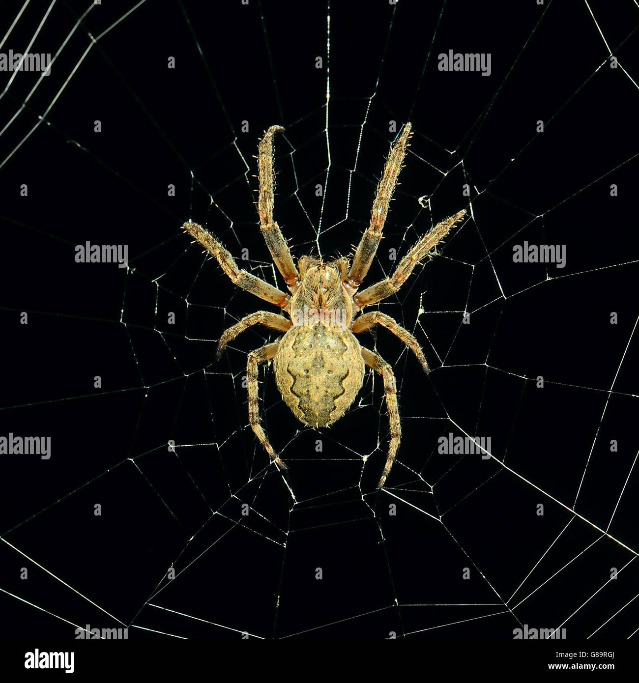 Spider web detail night hi-res stock photography and images - Alamy