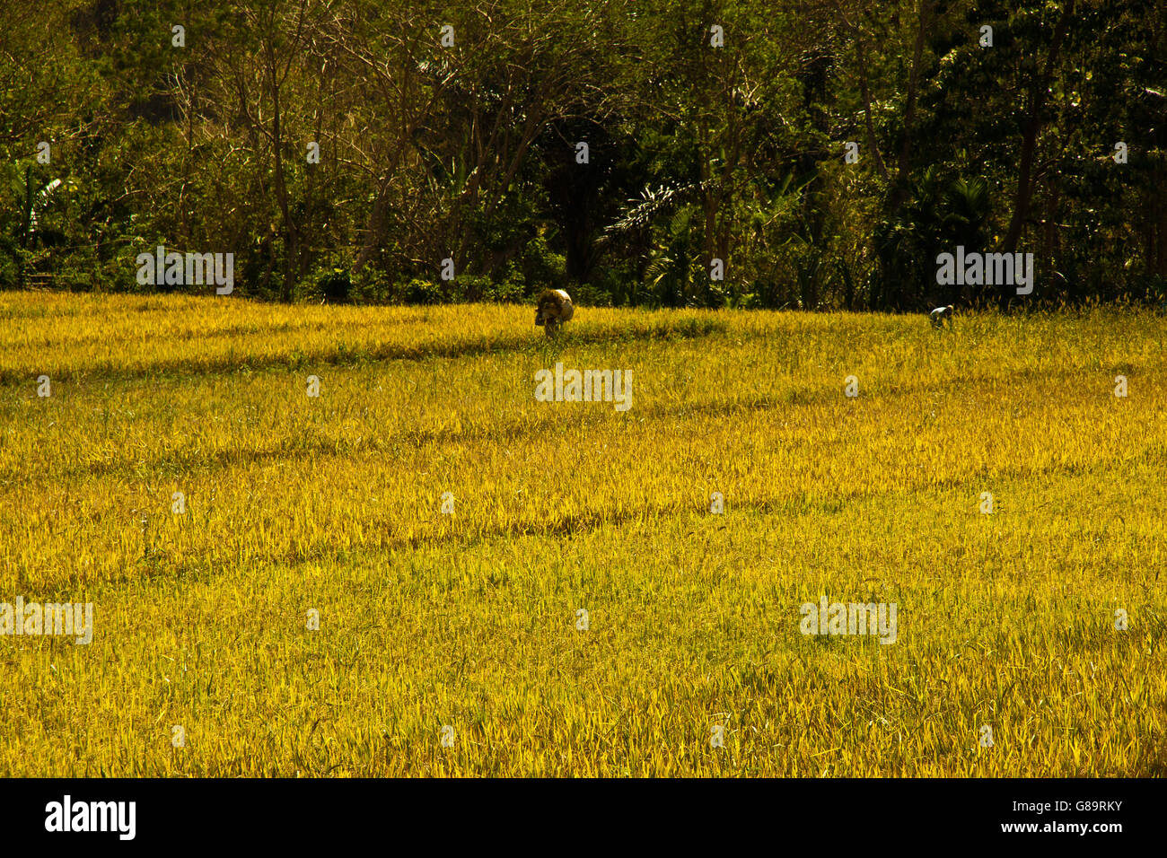 Bali rice production hi-res stock photography and images - Alamy