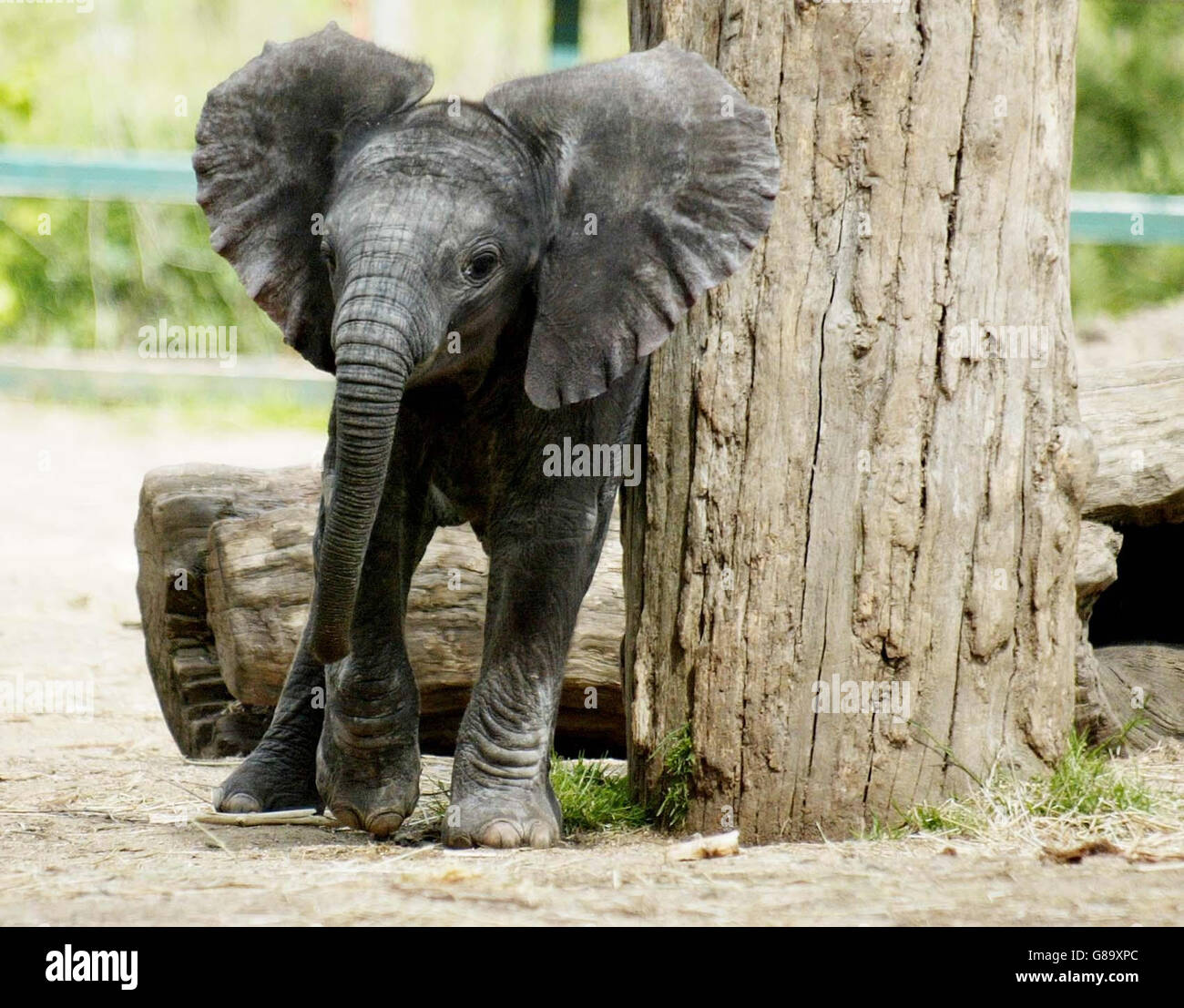 African Elephant And Calf