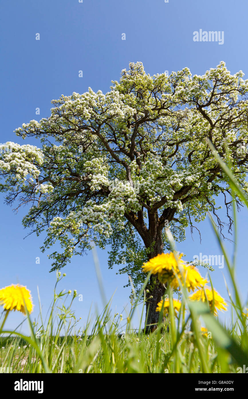 Tree In Dandelion Flowers High Resolution Stock Photography and Images ...