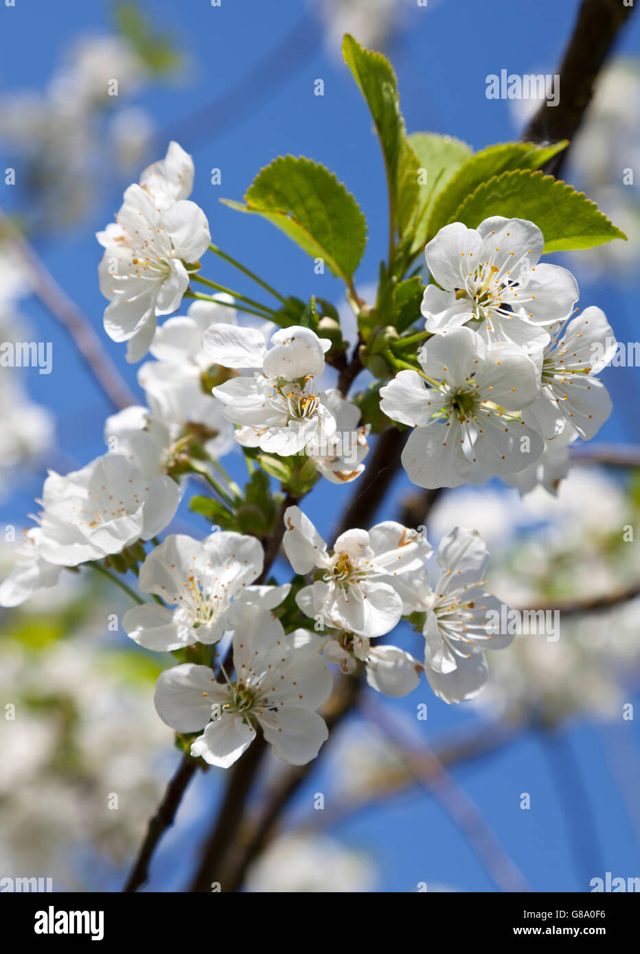 Prunus sp hi-res stock photography and images - Alamy