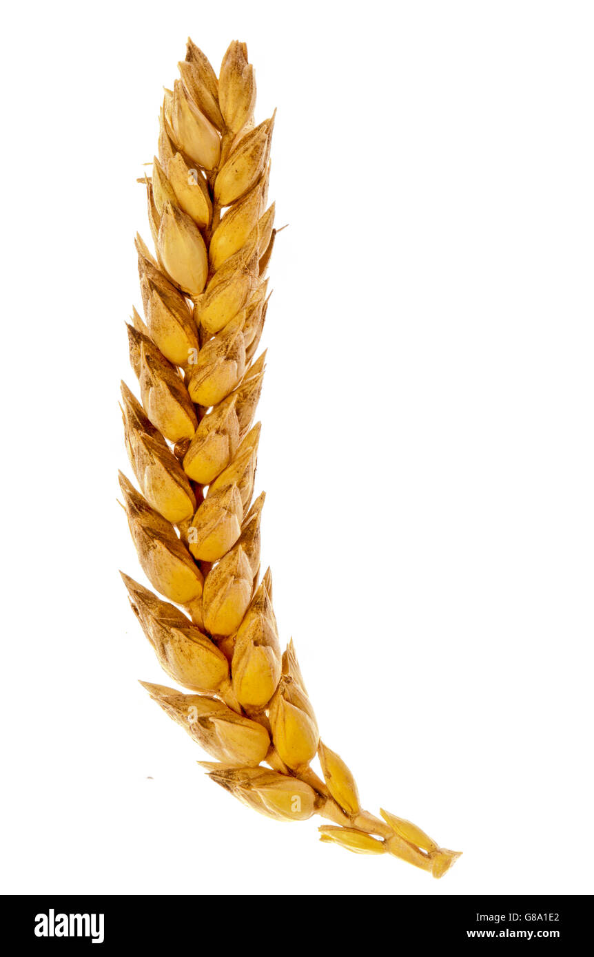 Ear of corn hi-res stock photography and images - Alamy