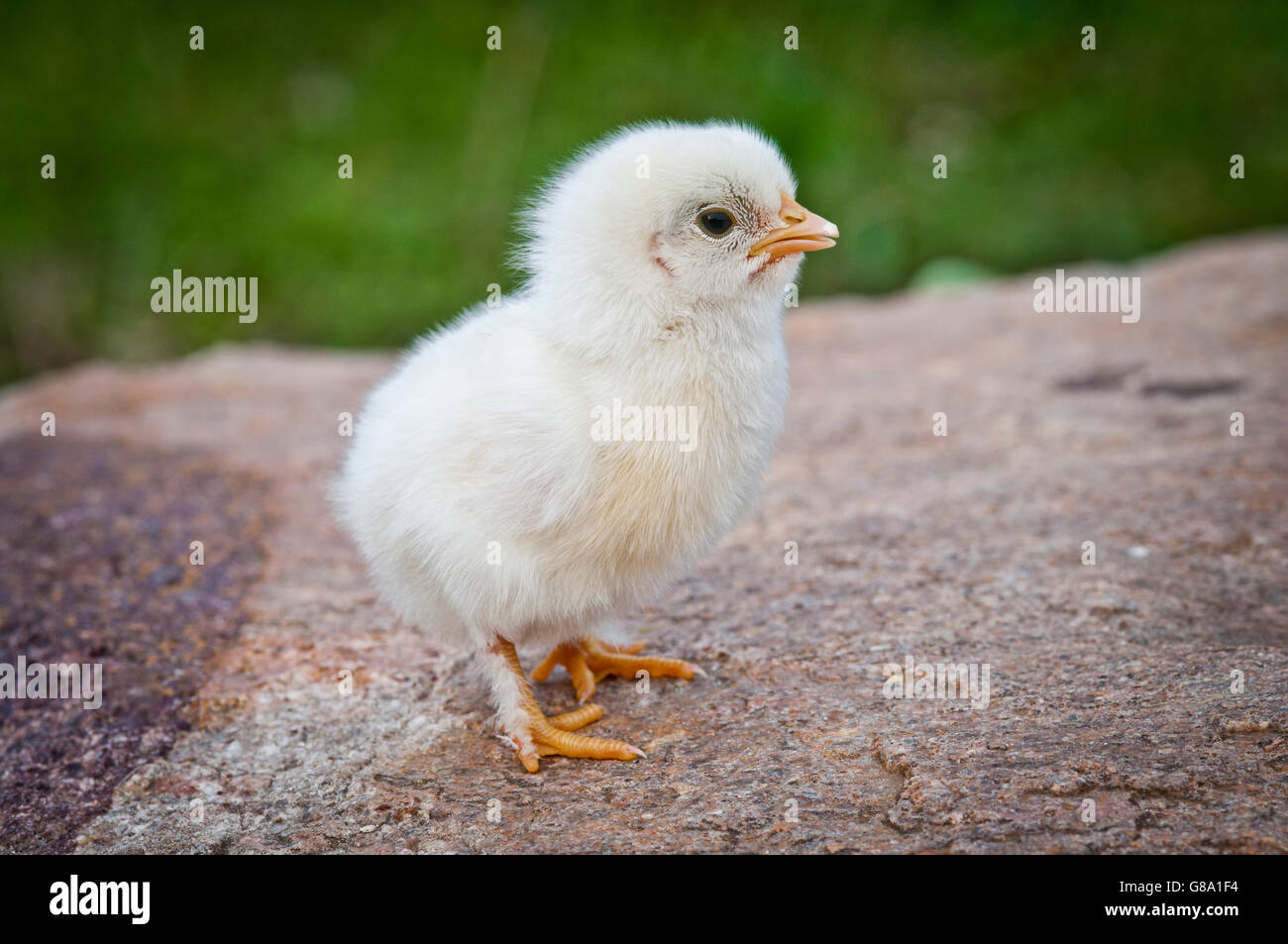 Chicken close up photos hi-res stock photography and images - Alamy