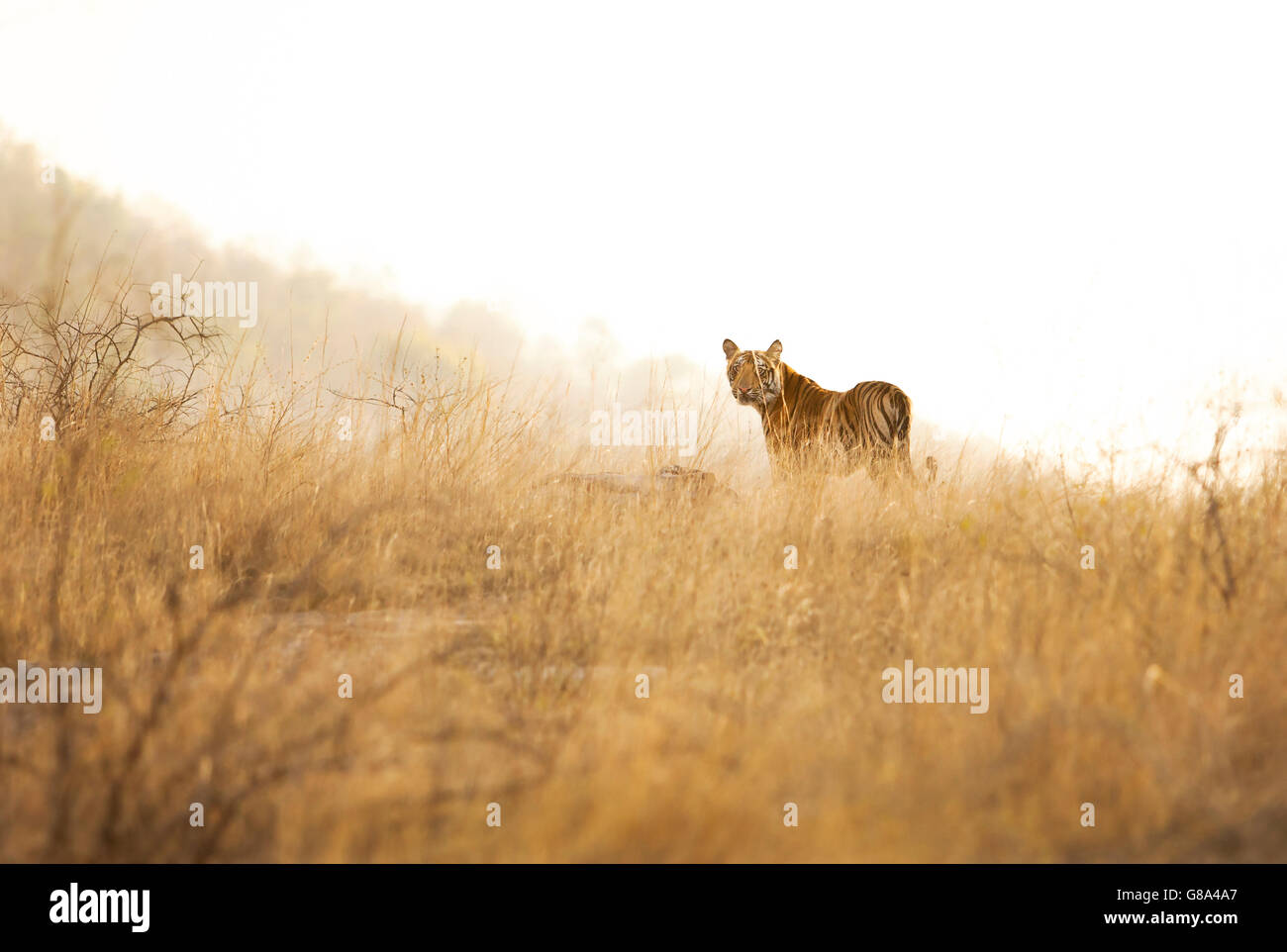 Golden tiger hi-res stock photography and images - Alamy