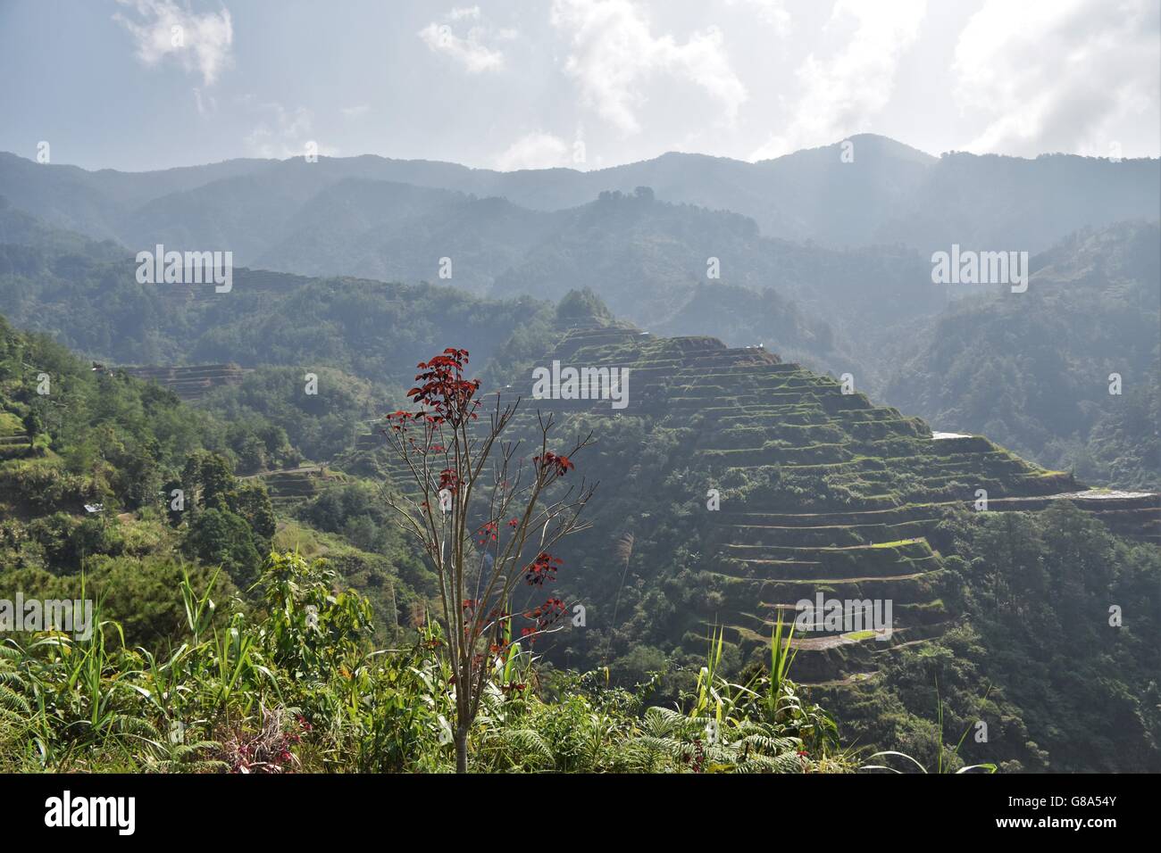 Rice fields Mountain Stock Photo - Alamy