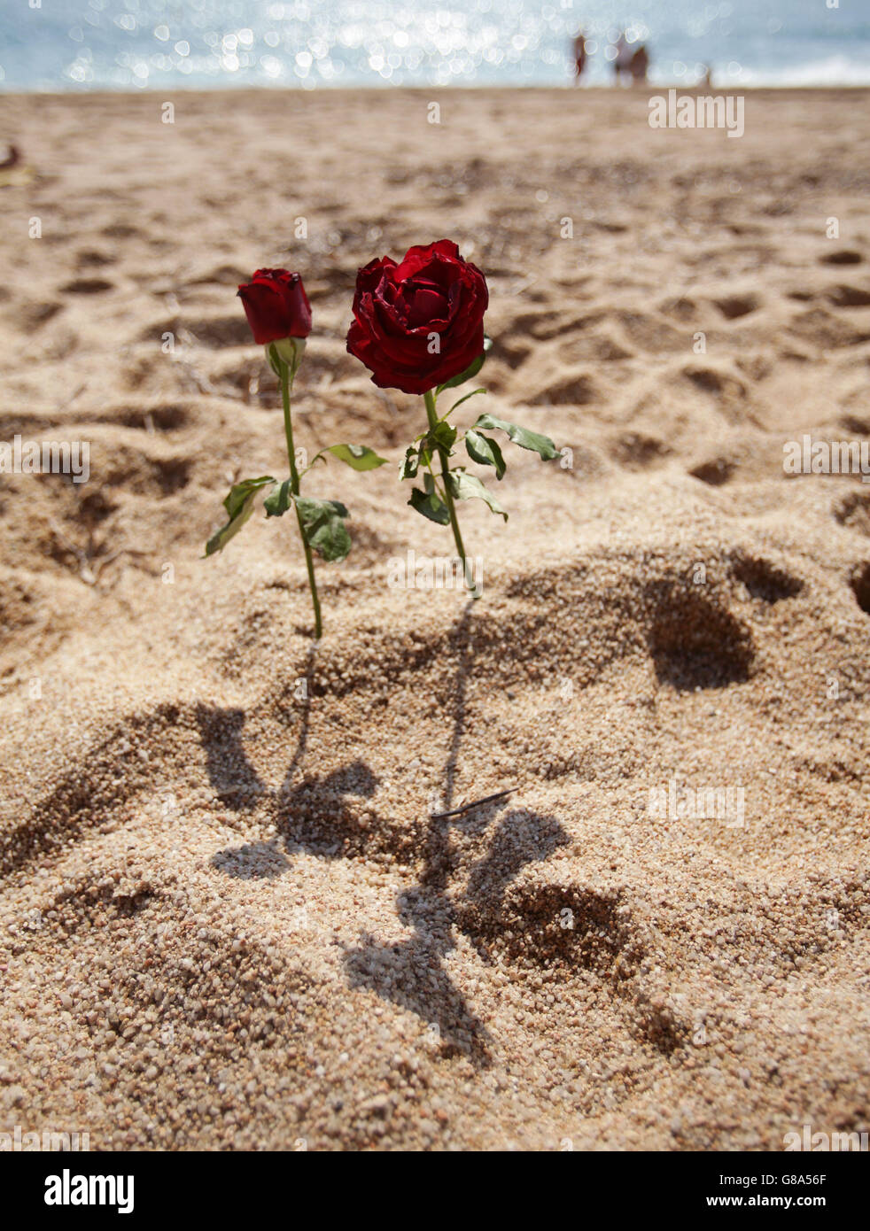 A pair of red roses planted in the sand on the beach at Lloret de Mar ...