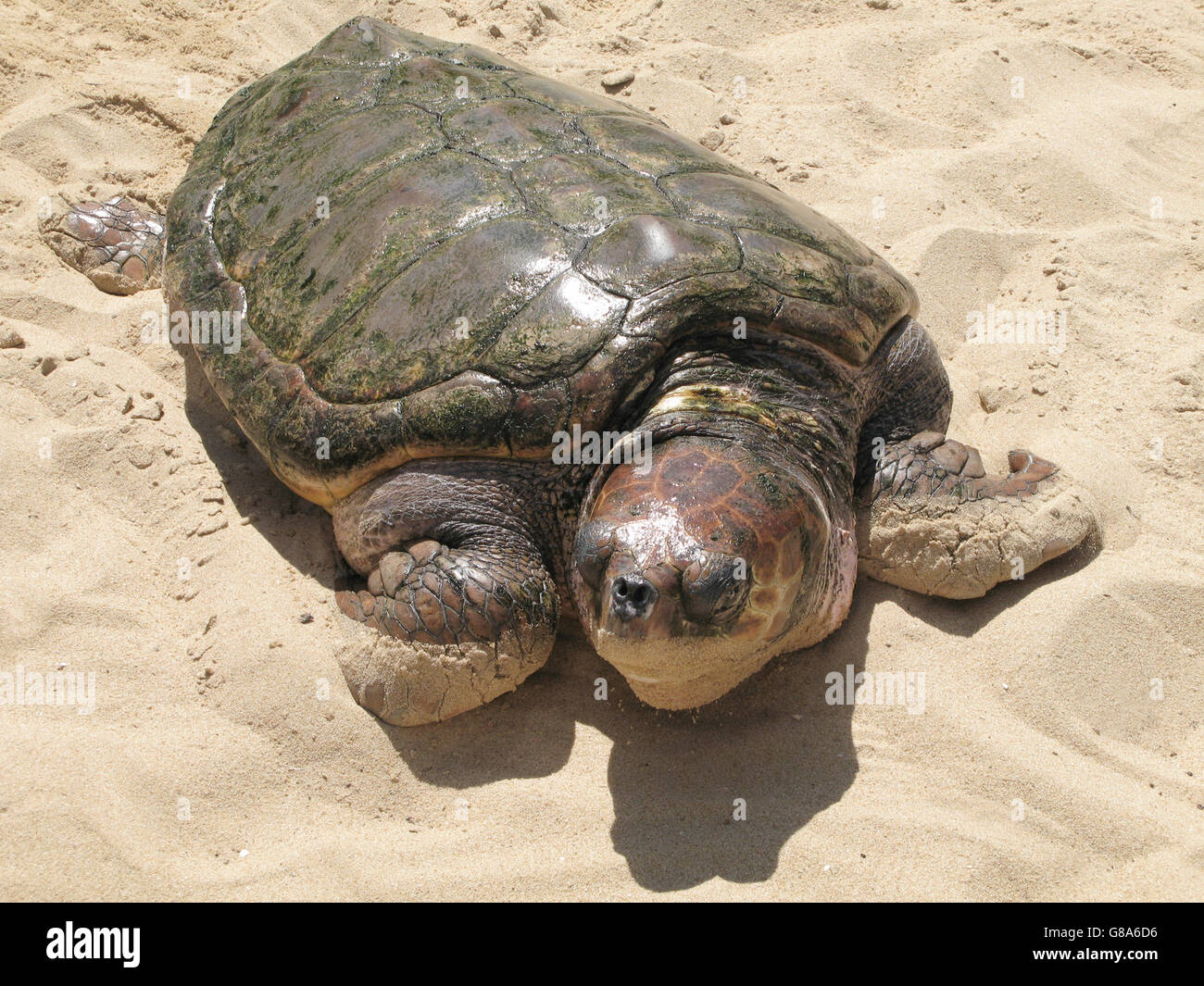 Turtle in the sand. Brazil. Salvador de Bahia. Horizontal Stock Photo ...