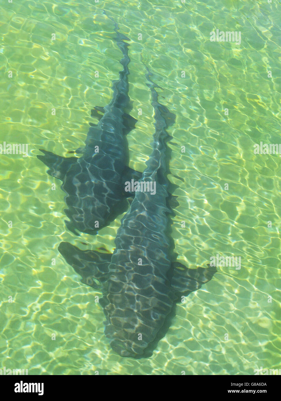 Sharks in the beach. Salvador de Bahia. Brazil. Vertical format Stock ...