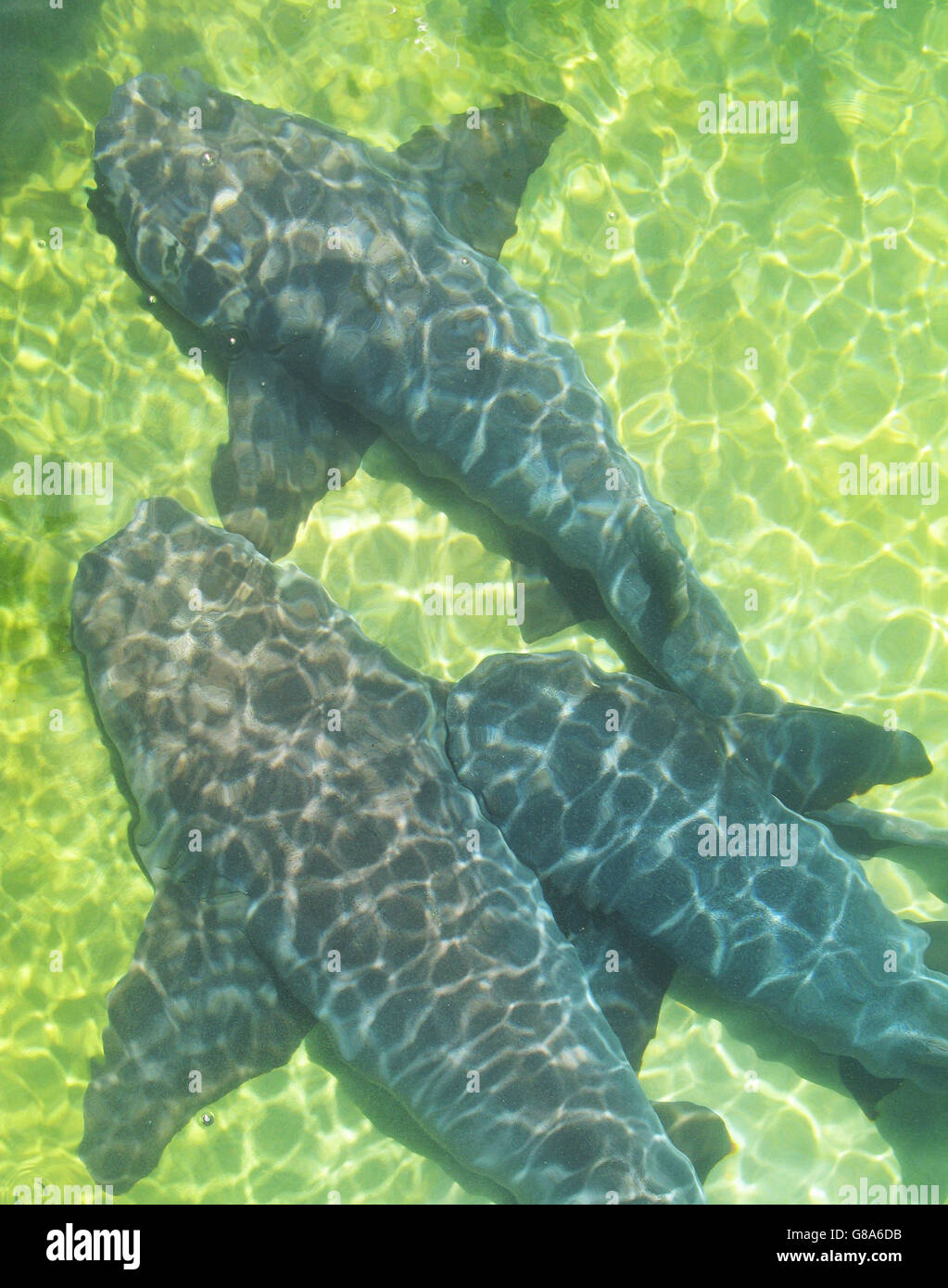 Sharks in the beach. Salvador de Bahia. Brazil. Vertical format Stock ...