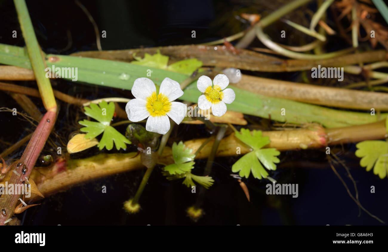 Common Water Crowfoot - Ranunculus aquatilis Stock Photo - Alamy