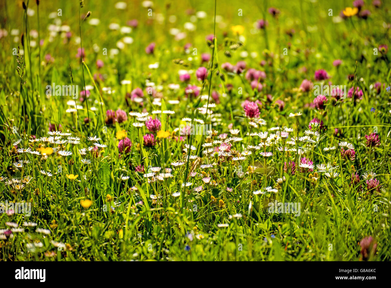 meadow with a lot of colored flowers Stock Photo - Alamy