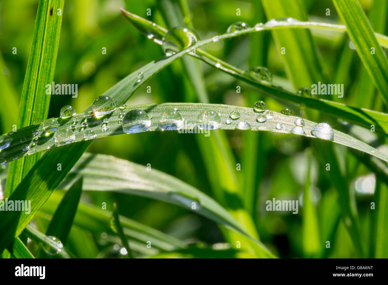 Grass water drops hi-res stock photography and images - Alamy