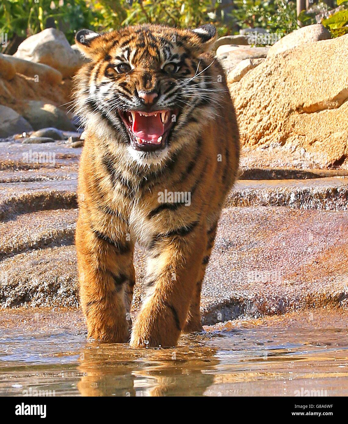 Sumatran tiger at chester zoo islands hi-res stock photography and ...