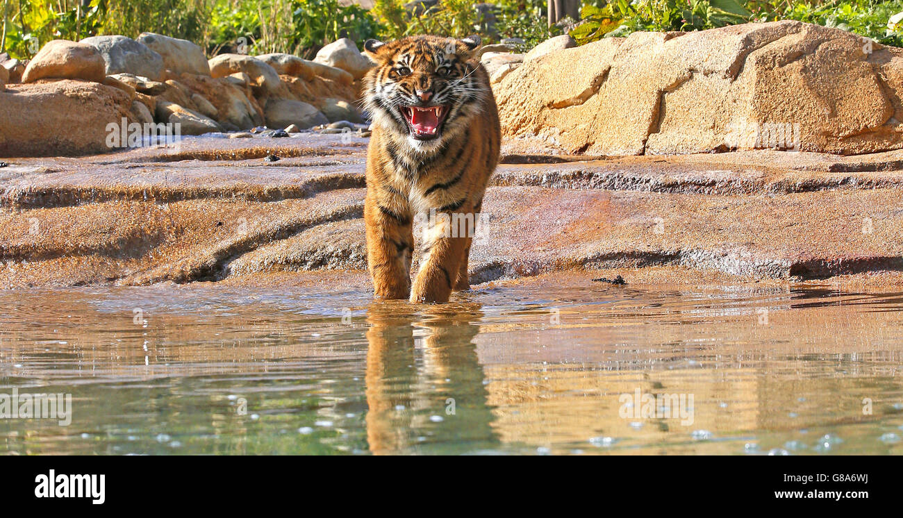 Sumatran tiger cubs at Chester Zoo Stock Photo - Alamy