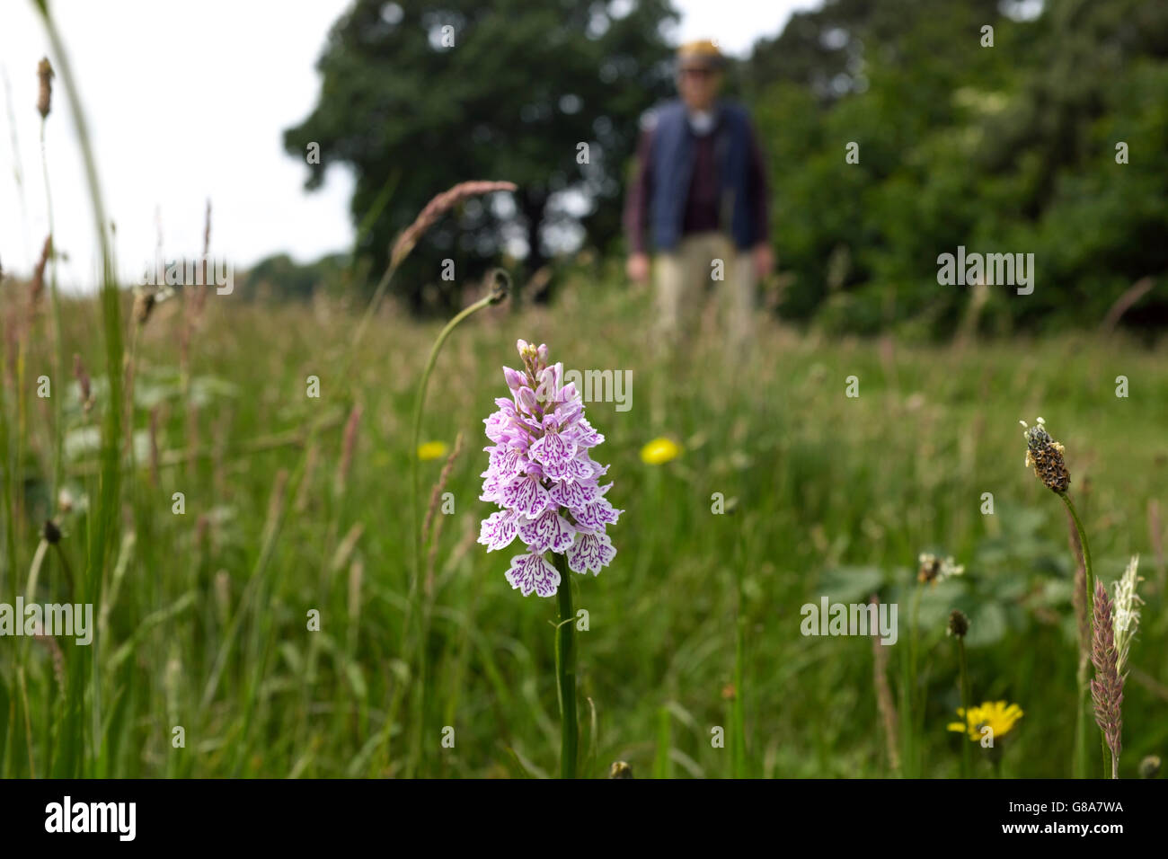 Common spotted orchid uk nature reserve hi-res stock photography and ...