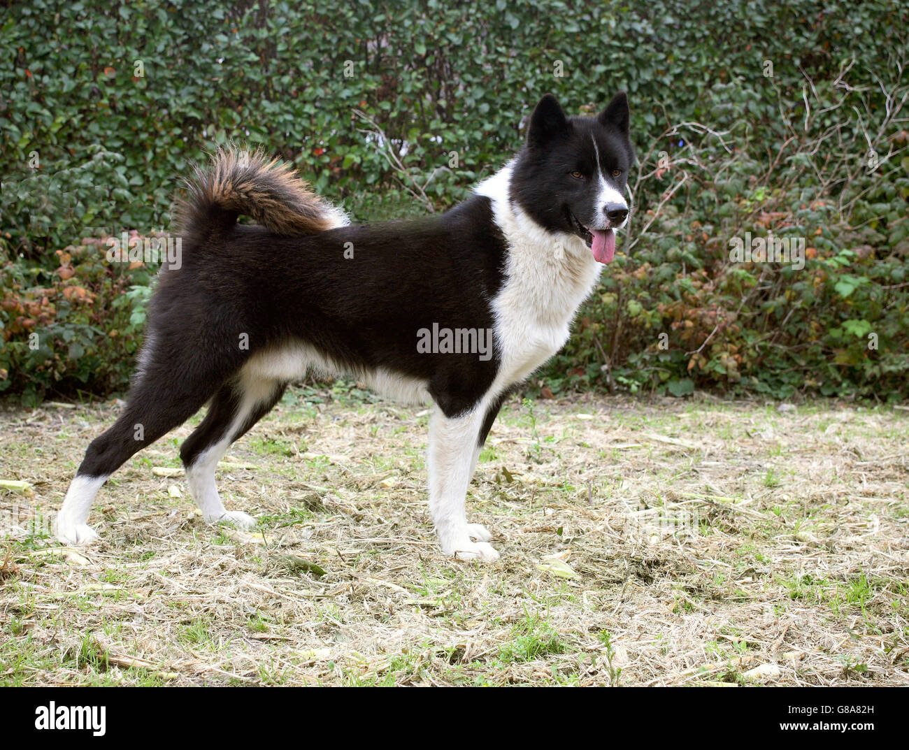 Greenland dog hi-res stock photography and images - Alamy