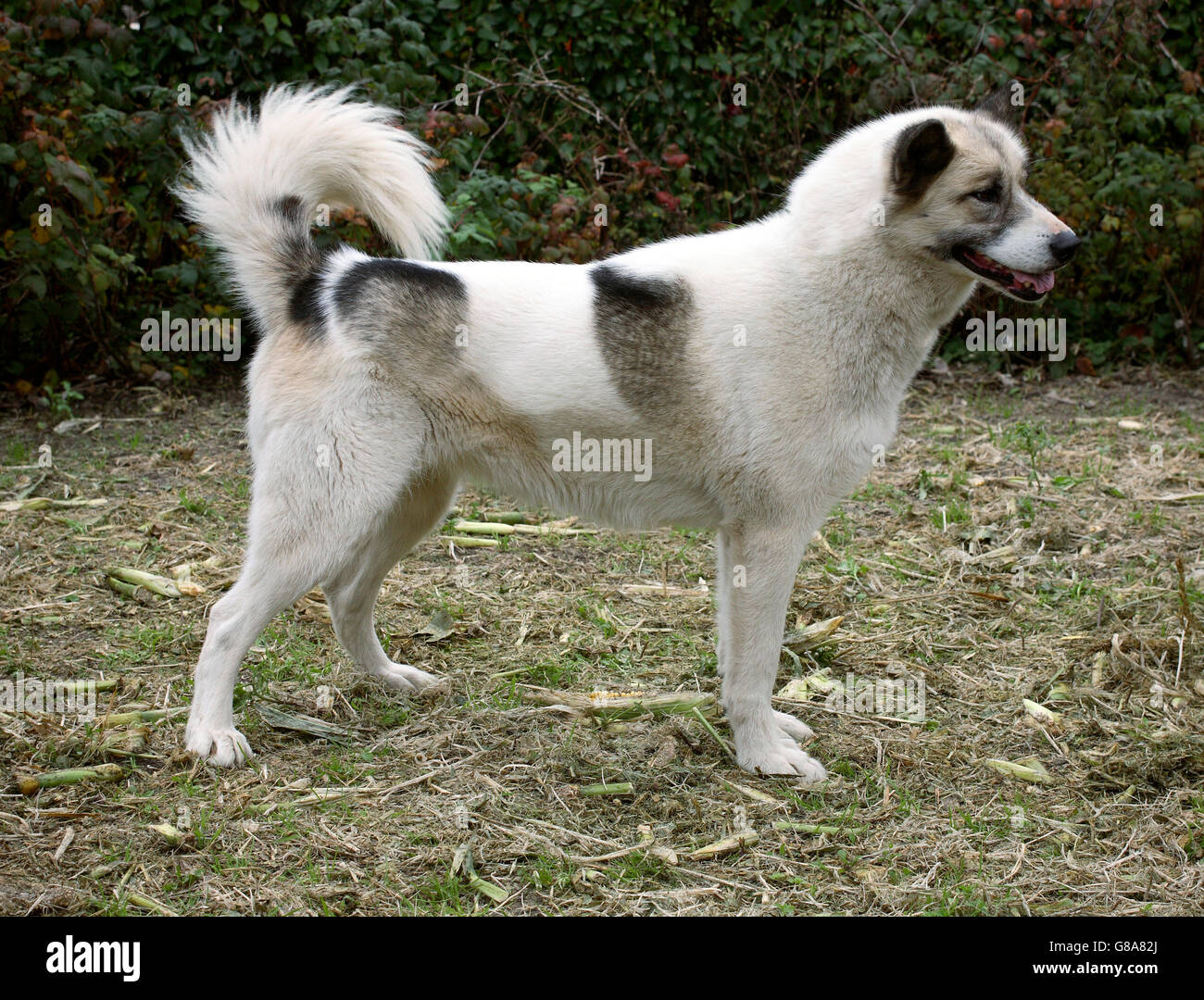 Greenland dog hi-res stock photography and images - Alamy