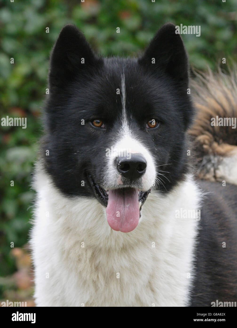 Greenland dog hi-res stock photography and images - Alamy