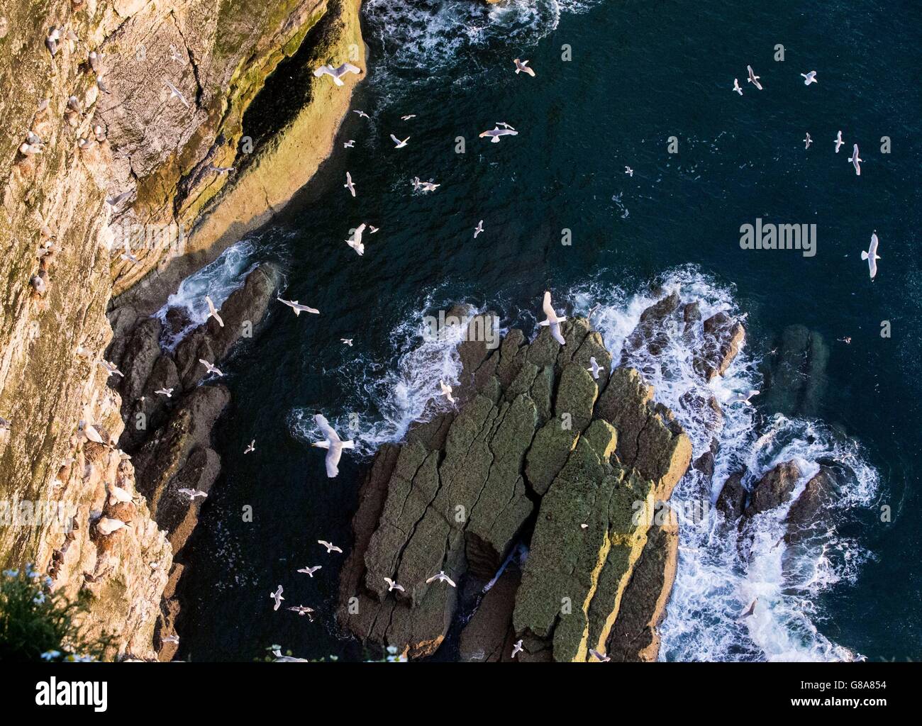 Seabirds at the RSPB nature reserve at Bempton Cliffs in Yorkshire, as ...