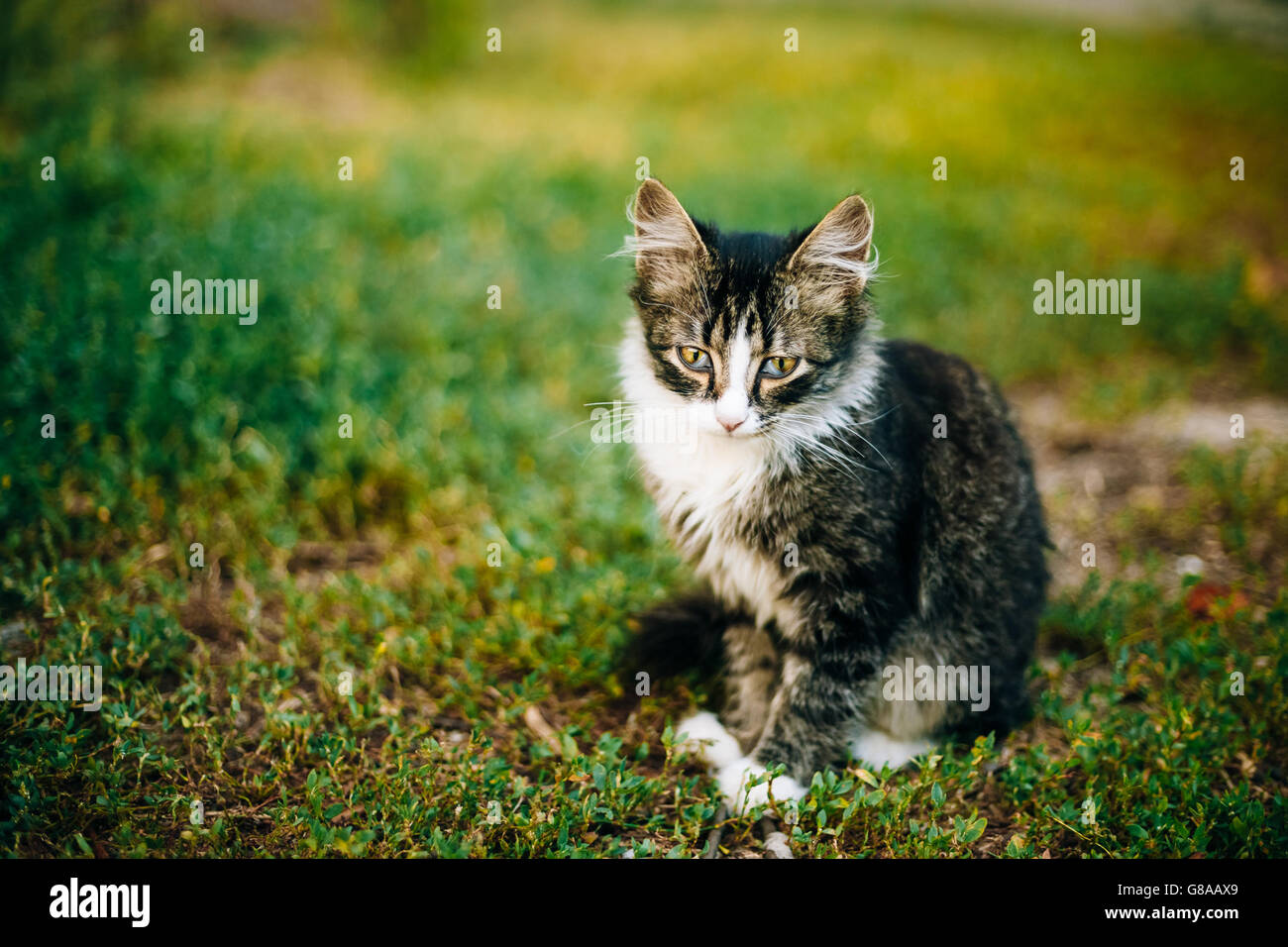 Small Cat Kitten Sit In Green Summer Grass Stock Photo - Alamy