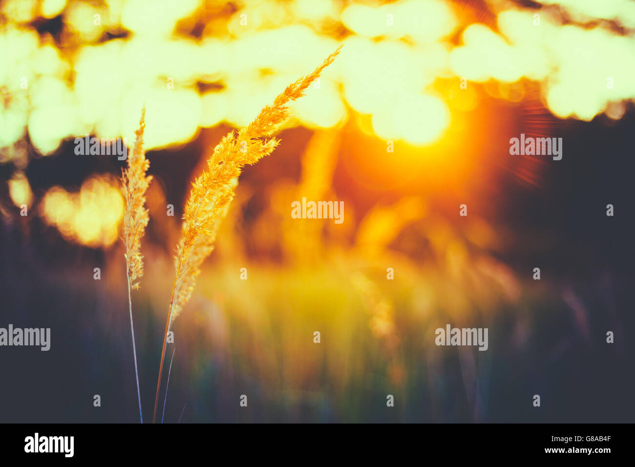 Dry Green Grass In Sunset Sunlight. Beautiful Yellow Sunrise Light Over ...