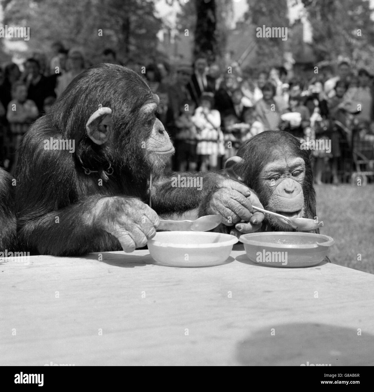Chimps tea party hi-res stock photography and images - Alamy