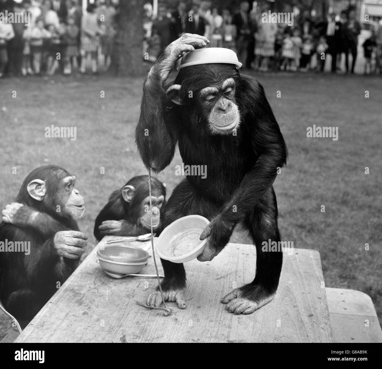 The chimpanzees tea party hi-res stock photography and images - Alamy