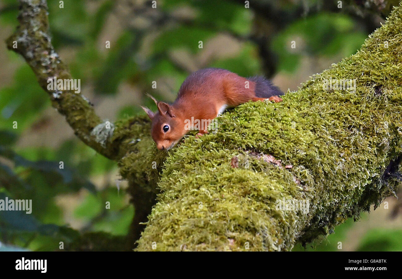 Kielder Forest wildlife Stock Photo - Alamy