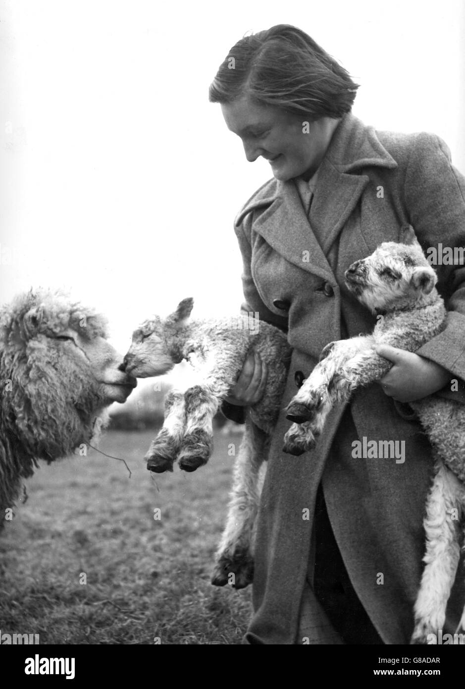 Lambs on farm in Black and White Stock Photos & Images - Alamy