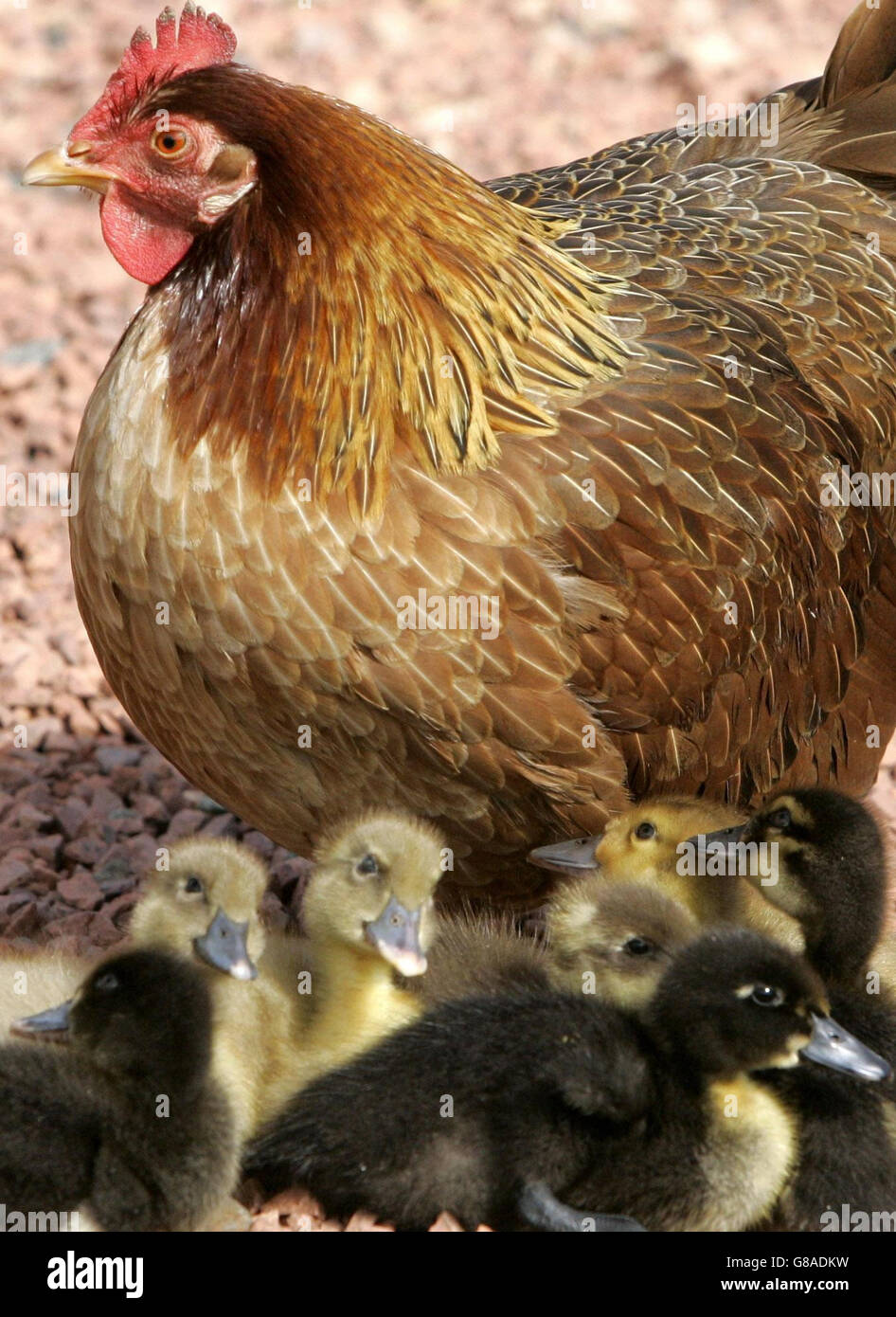 Henrietta hen hi-res stock photography and images - Alamy