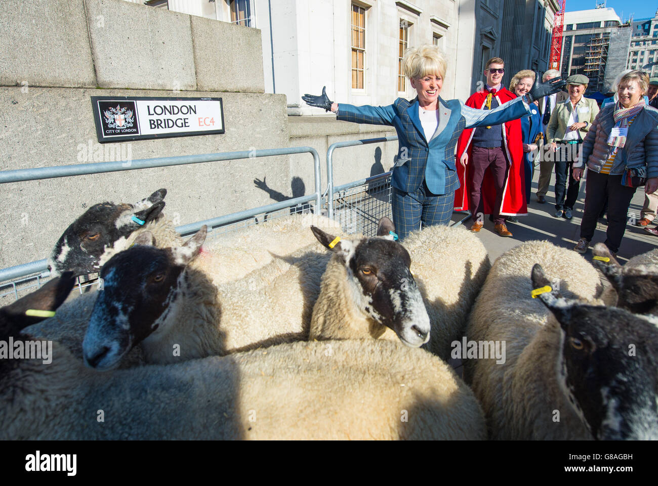 Sheep crossing bridge hi-res stock photography and images - Alamy