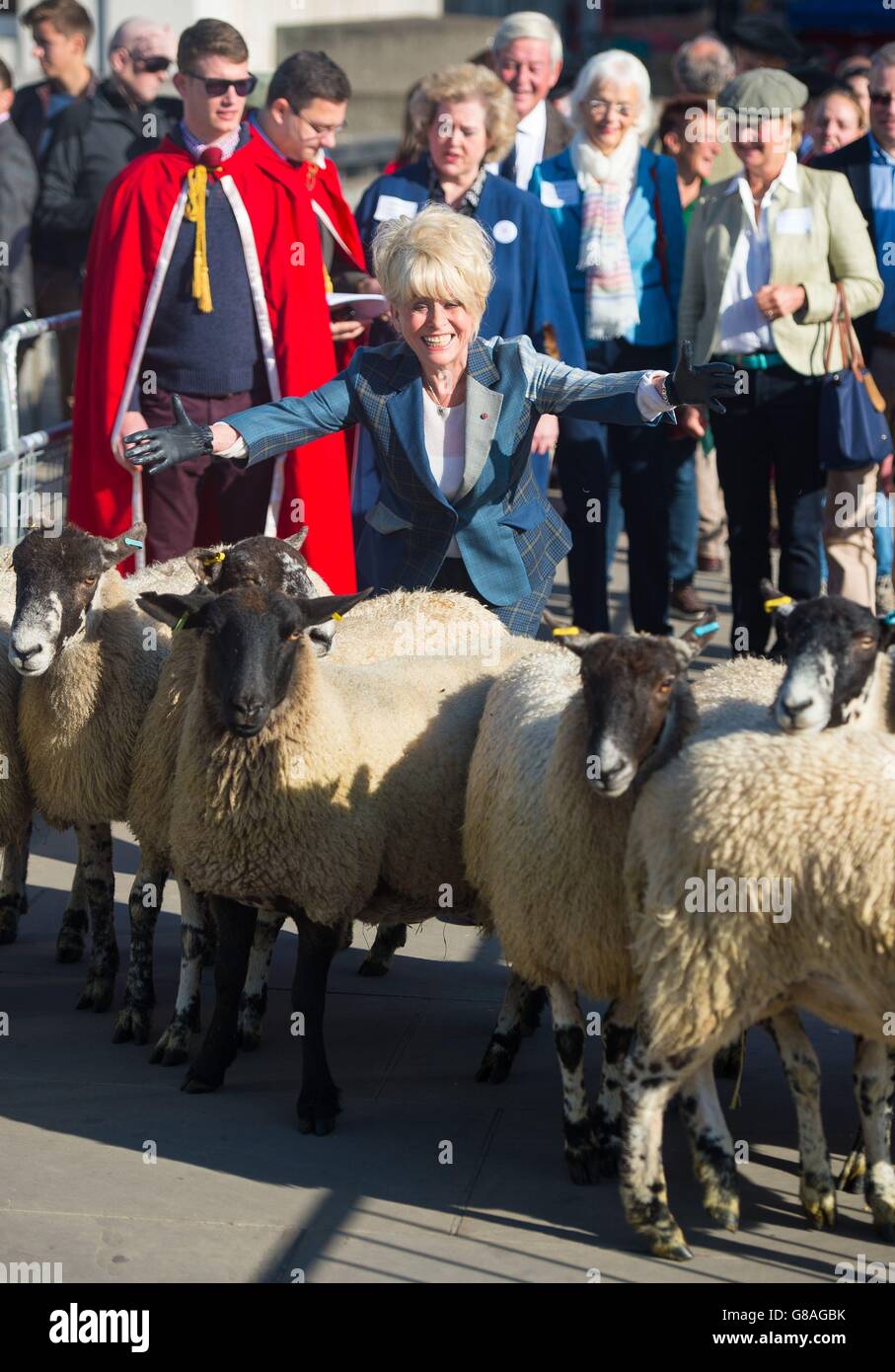 Sheep crossing london bridge hi-res stock photography and images - Alamy