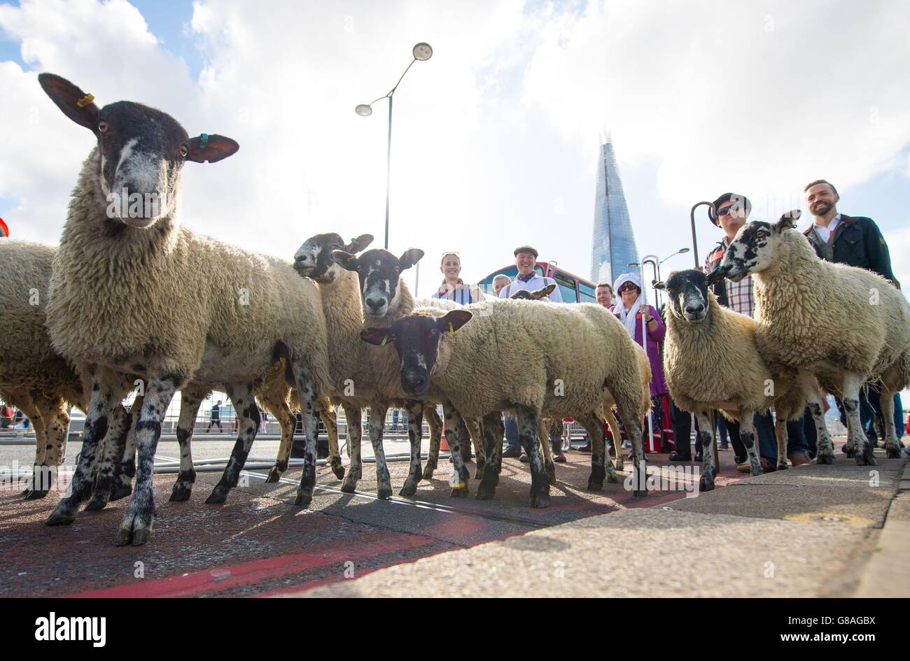 A flock of sheep on london bridge hi-res stock photography and images ...