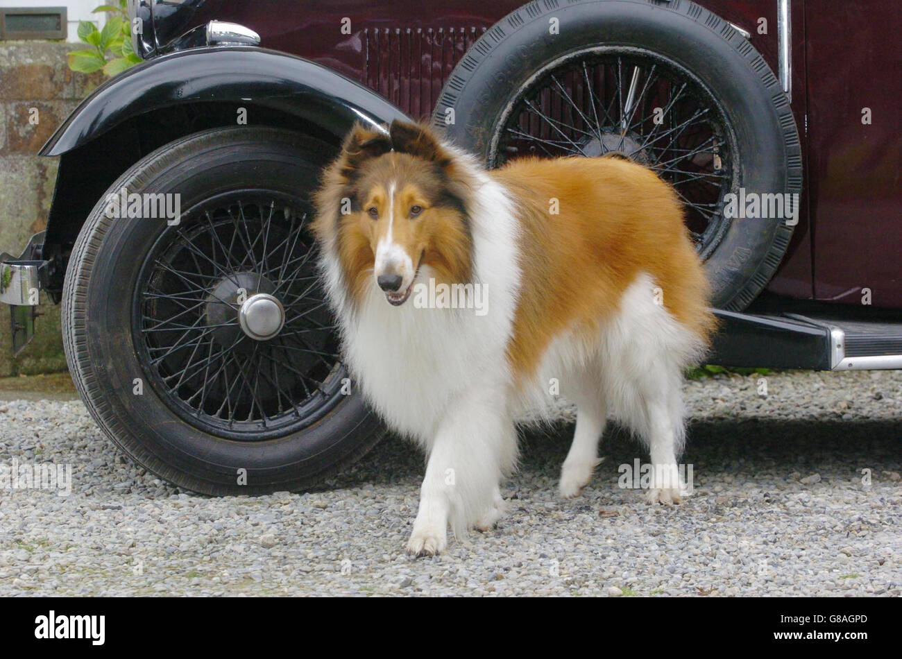 Lassie dog film hi-res stock photography and images - Alamy