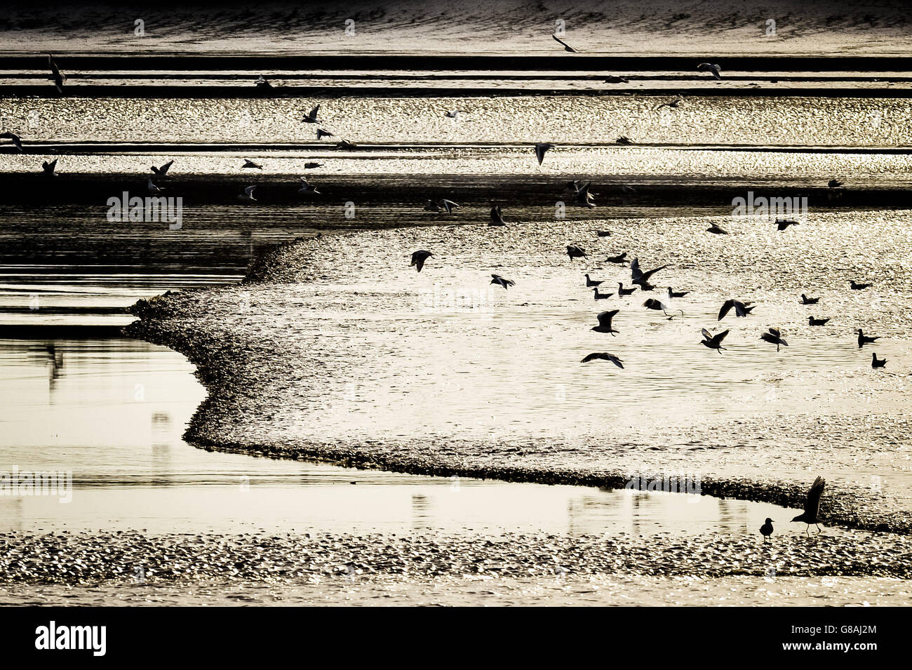 Birds fly off as the Severn Bore wave arrives at Newnham ...