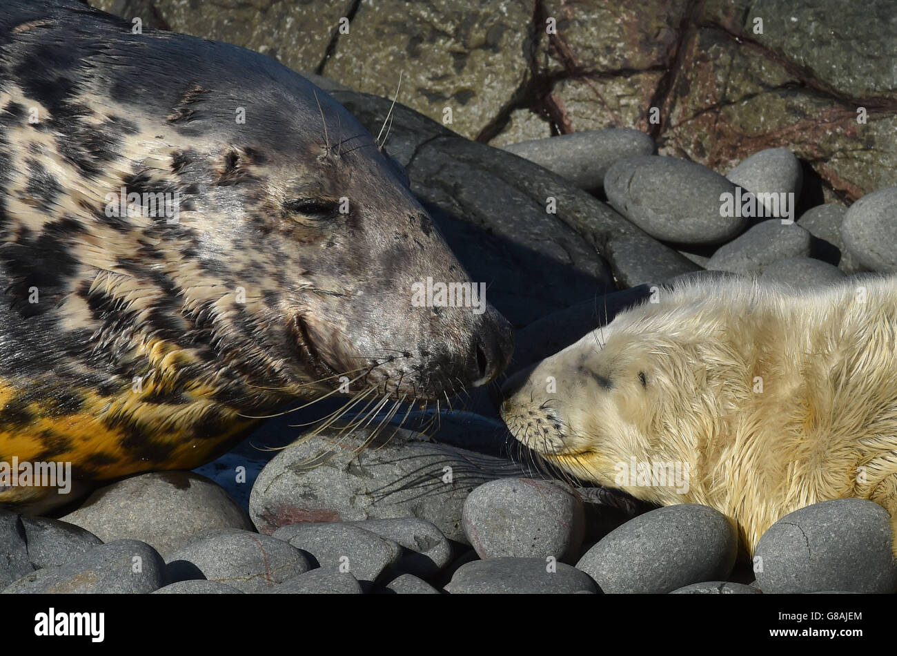 The first seal pup to be born this season at a major colony of grey ...