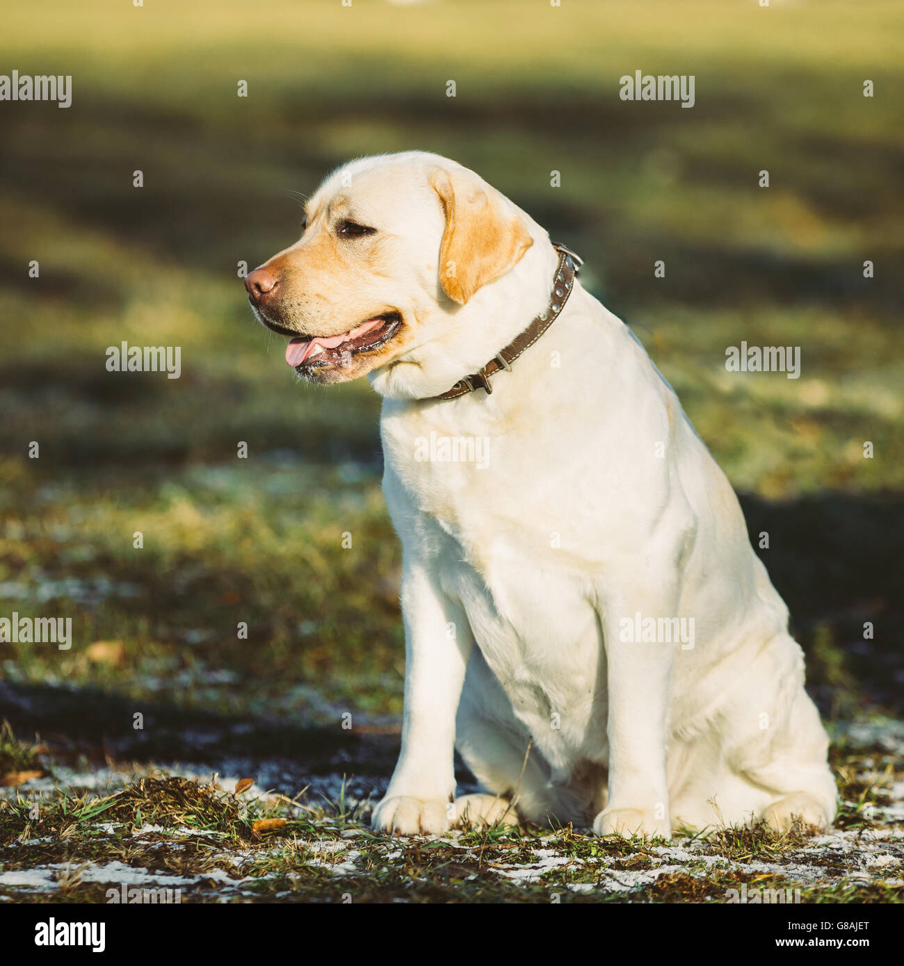 Beautiful White Labrador Dog Sit Outdoor In Spring Season Stock Photo ...