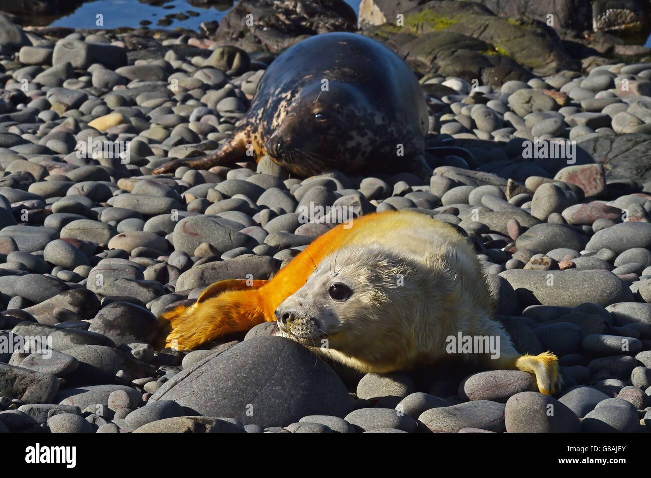 The first seal pup to be born this season at a major colony of grey ...