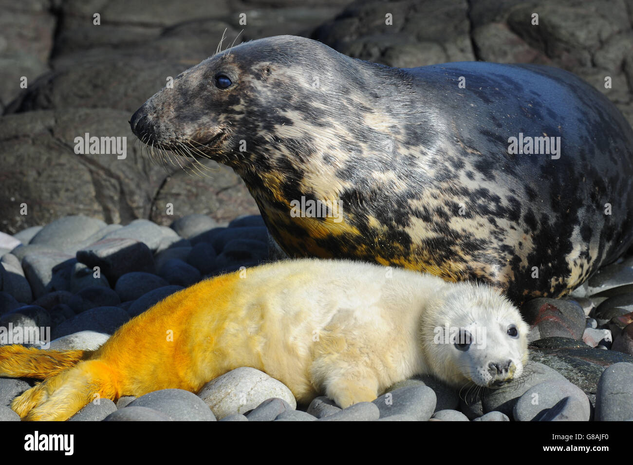 Seal colony on Farne Islands Stock Photo - Alamy