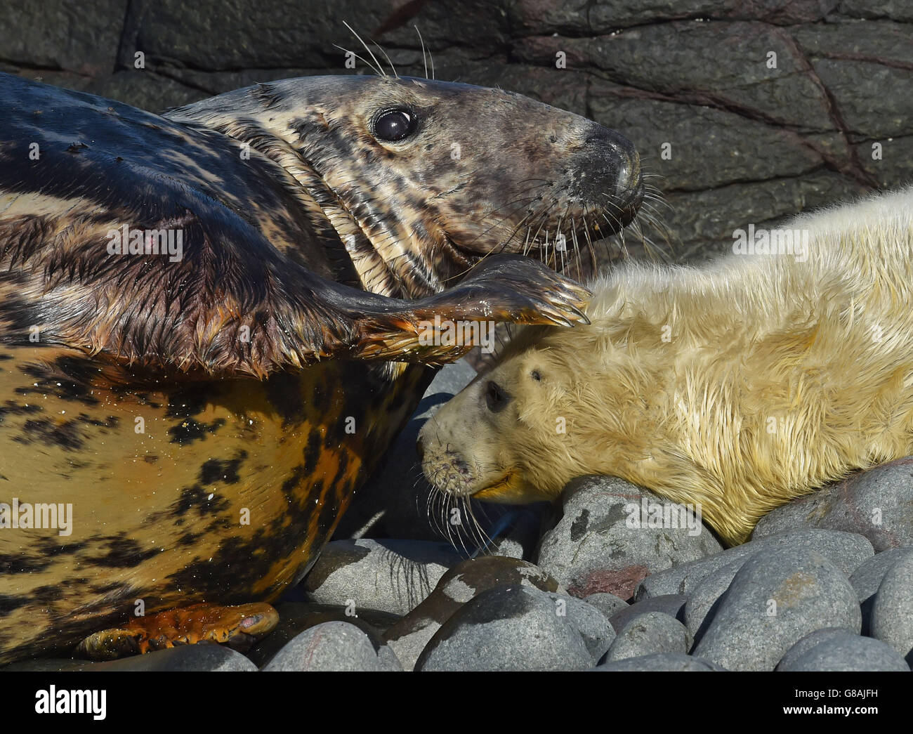 Seal colony on Farne Islands Stock Photo - Alamy