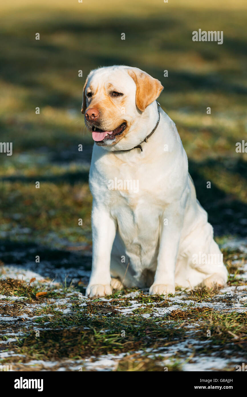 Beautiful White Labrador Dog Sit Outdoor In Spring Season Stock Photo ...