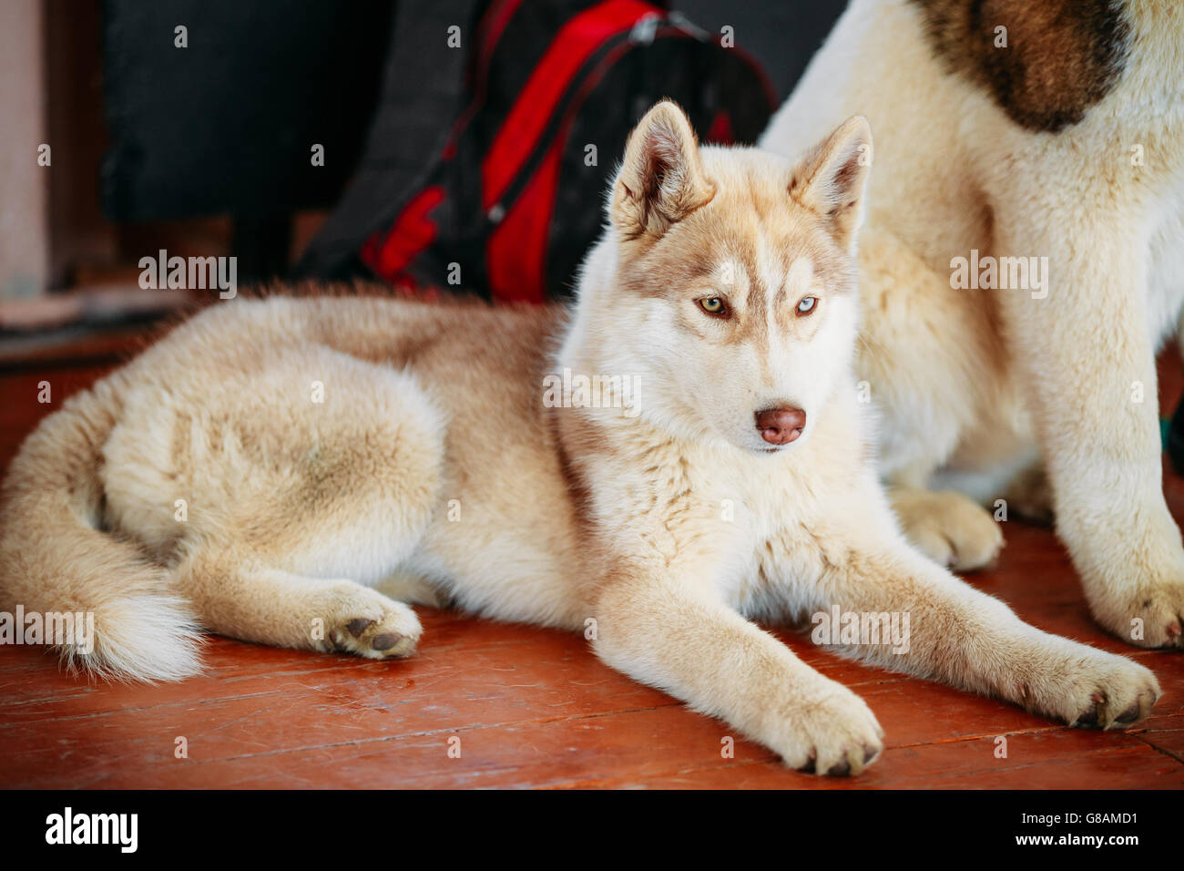 White alaskan eskimo dog hi-res stock photography and images - Alamy