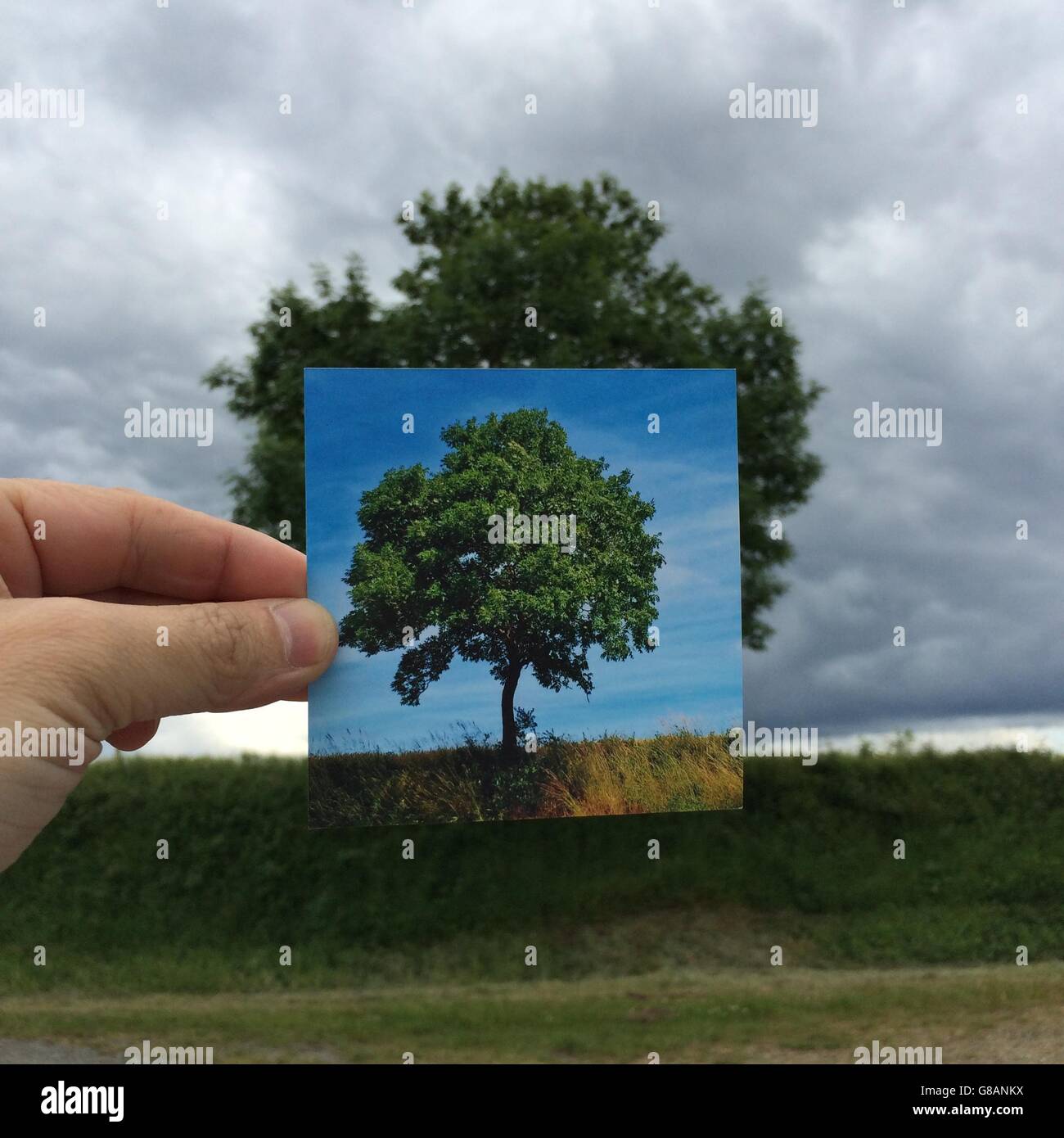 Man holding photograph of tree in front of rural landscape, niort ...