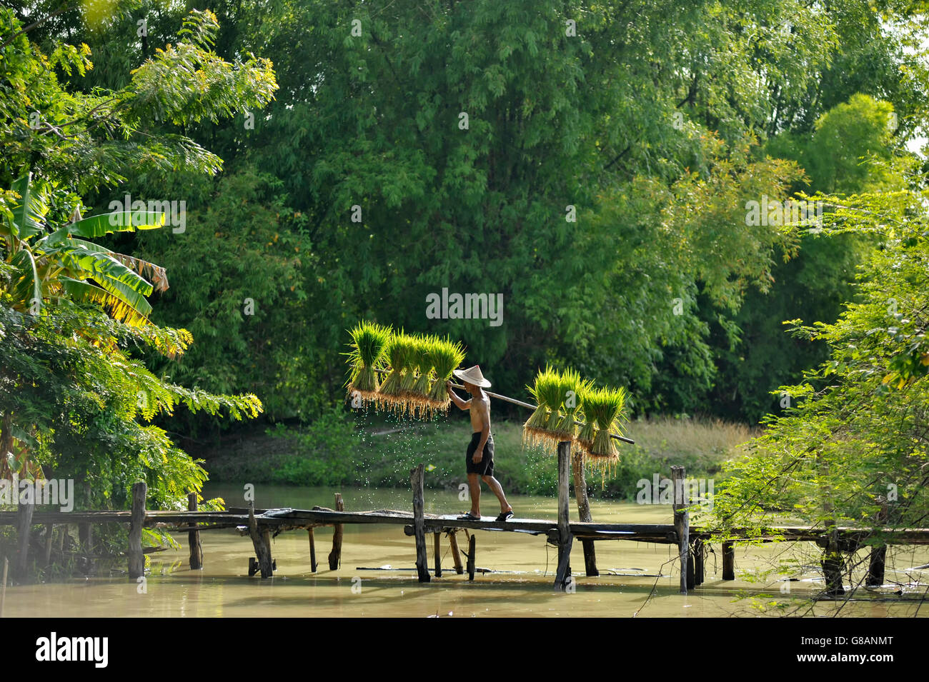 Man carrying rice plants across bridge, Thailand Stock Photo - Alamy