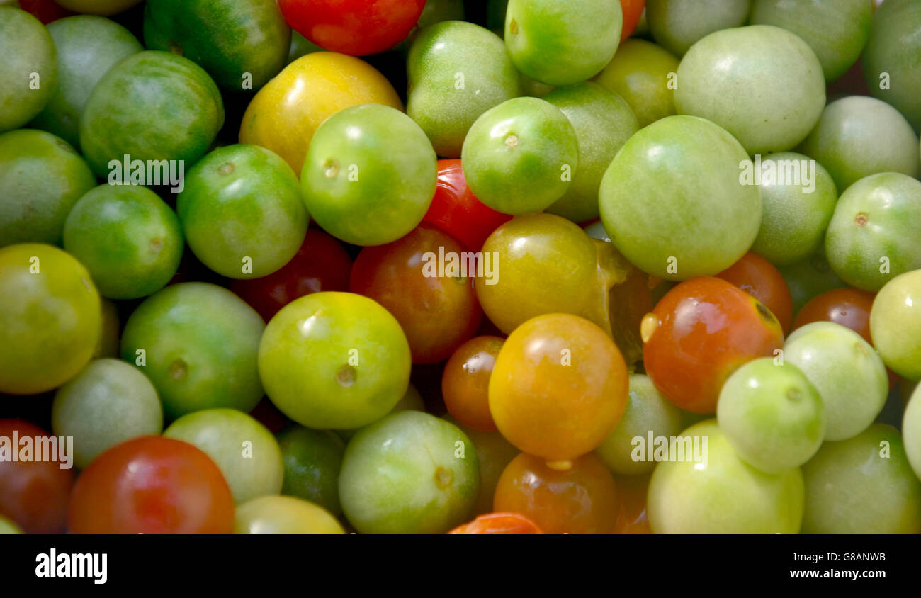 Turkey berry or Solanum torvum and small eggplant and small tomato for ...