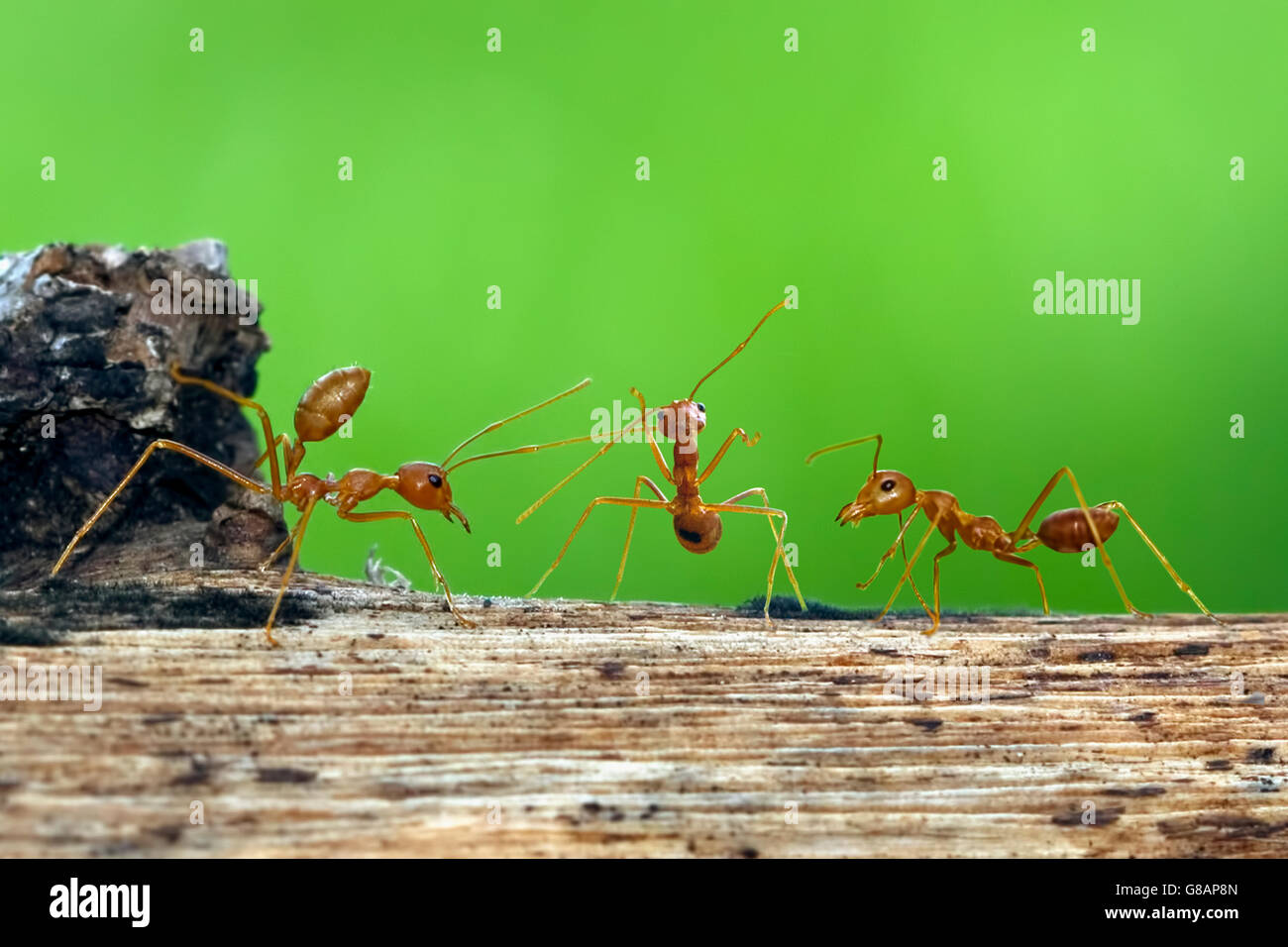 Indonesia insects hi-res stock photography and images - Alamy