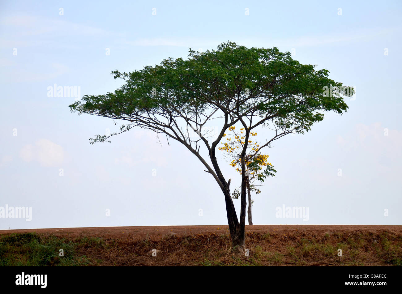 Big tree and view lanscape riverside of Nong Han lake in Sakon Nakhon ...