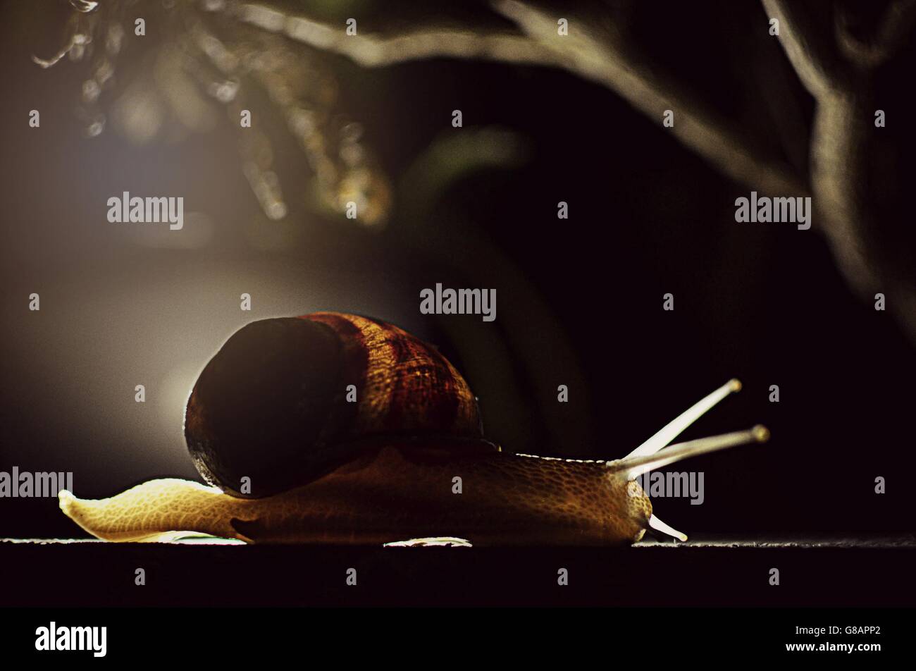 Snail side view hi-res stock photography and images - Alamy