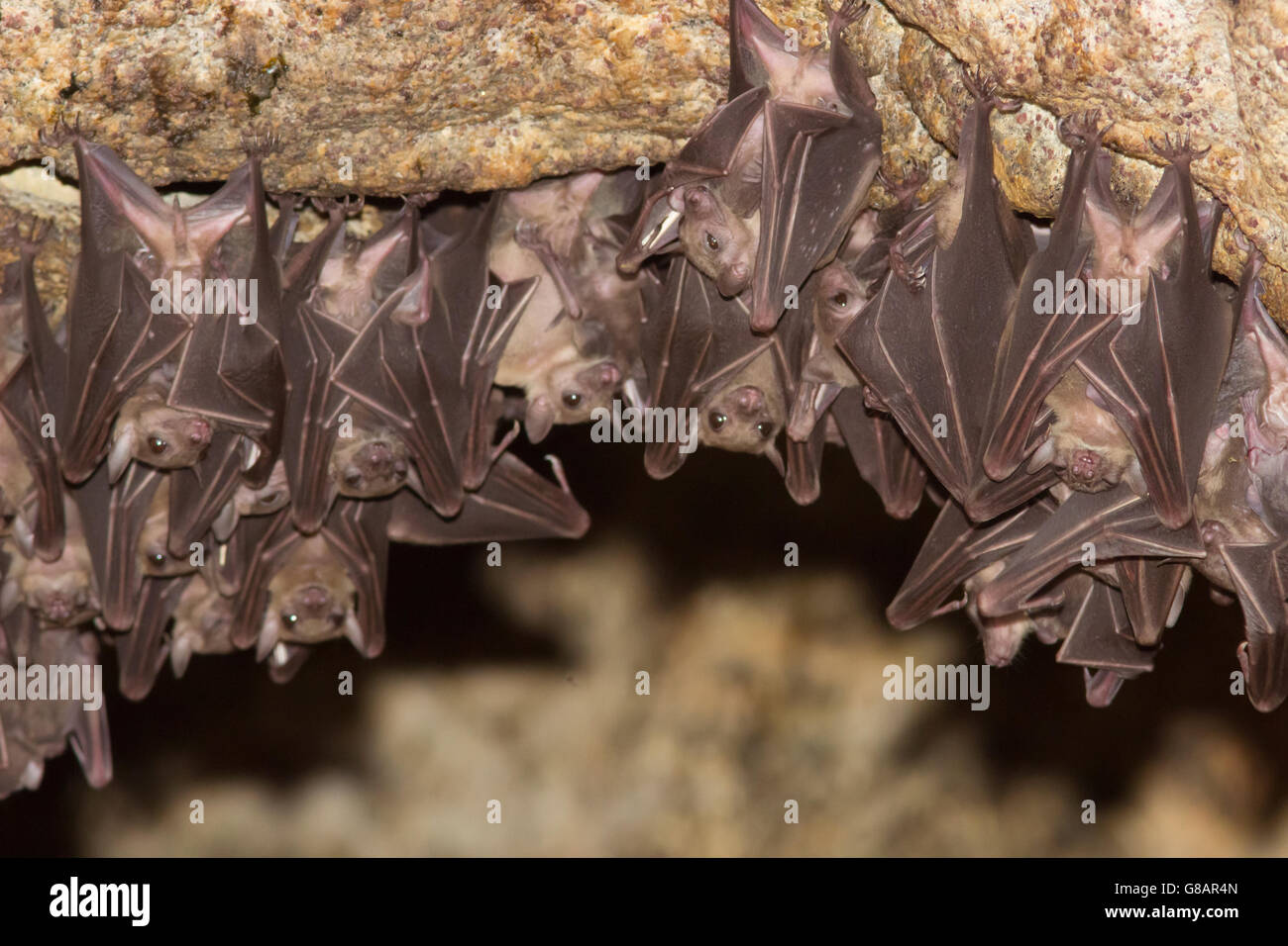 Pouched tomb bat (Taphozous saccolaimus Stock Photo - Alamy