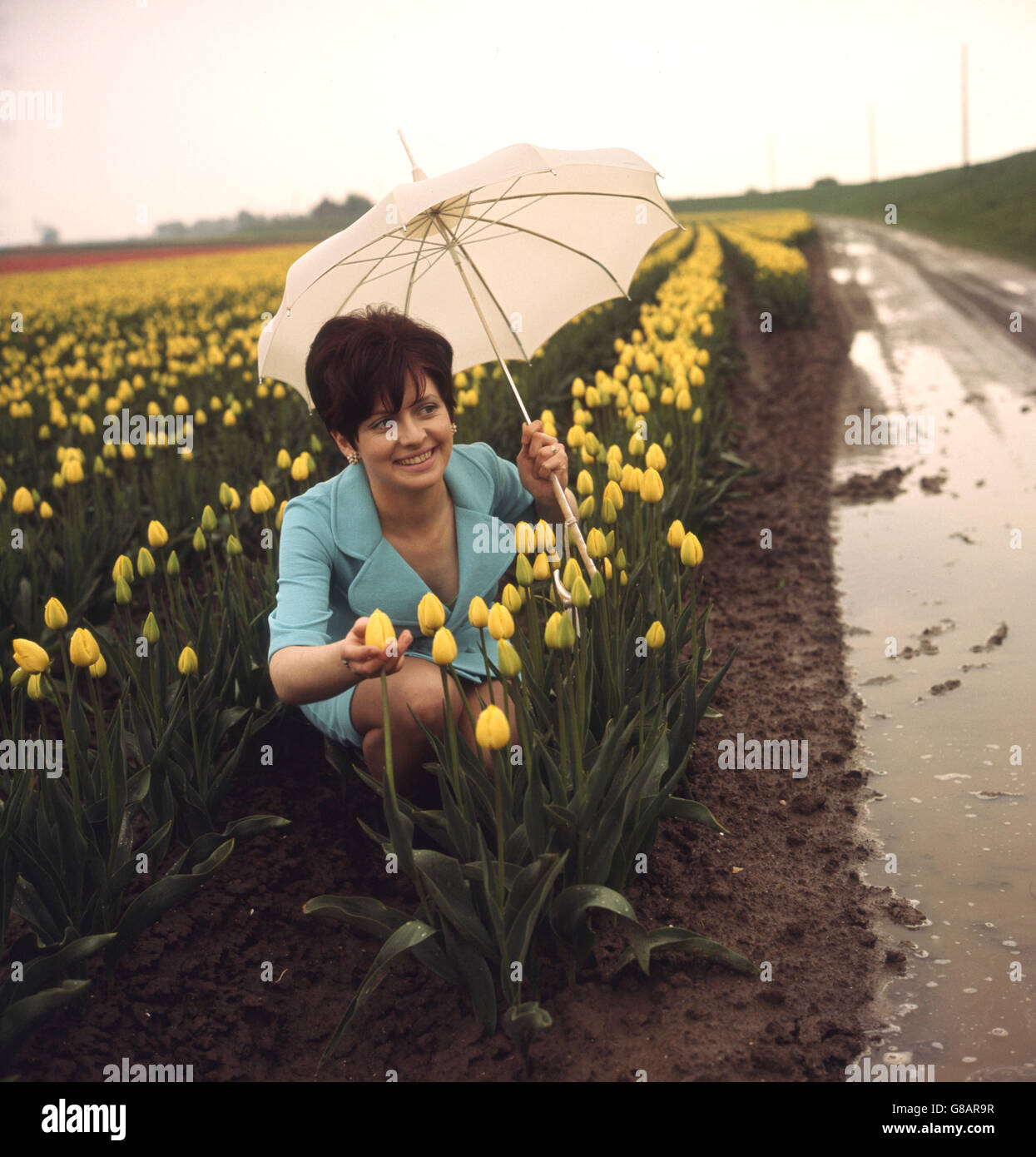 Nature - Tulip Field - Spalding, Linconshire Stock Photo - Alamy